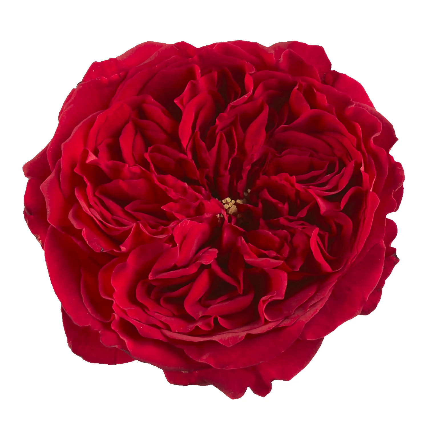 Darker Red Roses: A Quick Guide