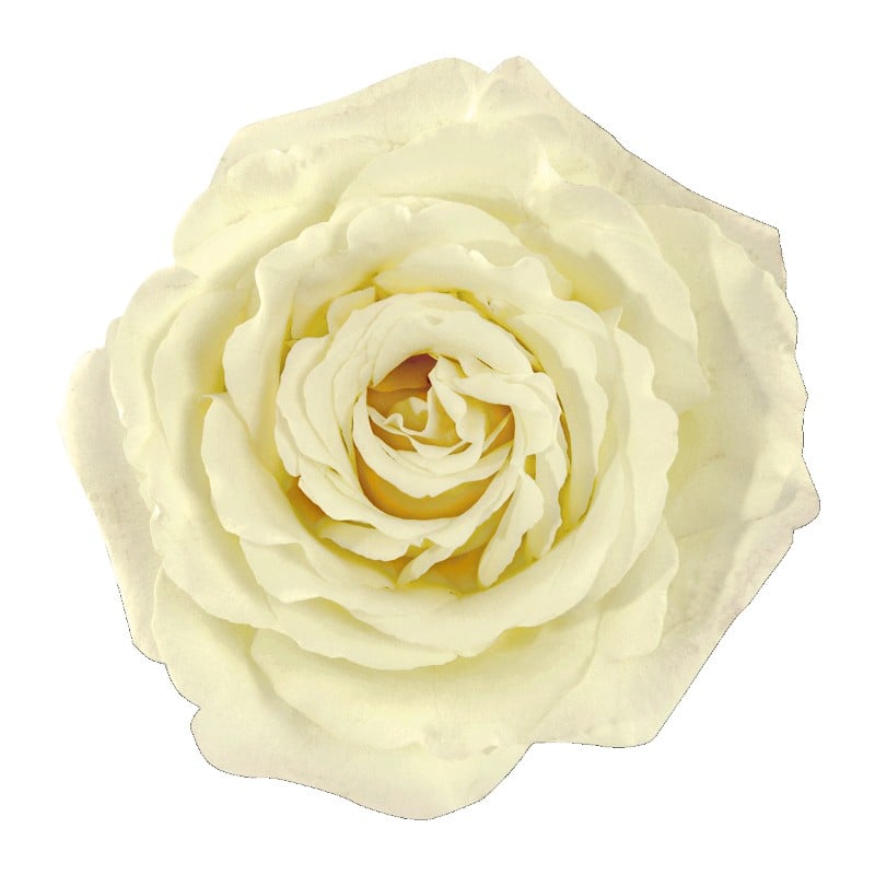Classic White Roses: A Quick Guide
